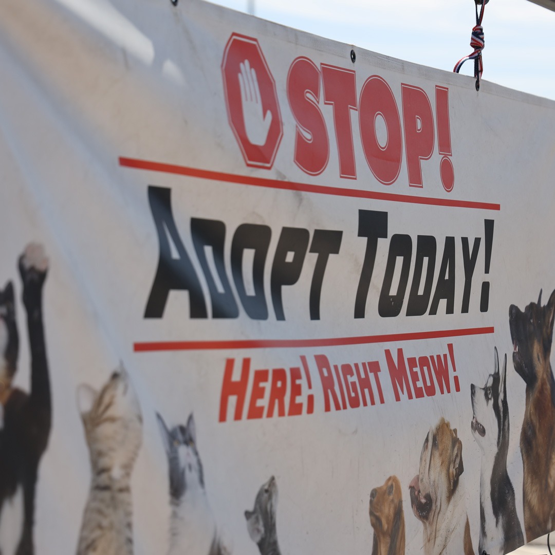 Adoptable animals at Henderson Animal Care & Control